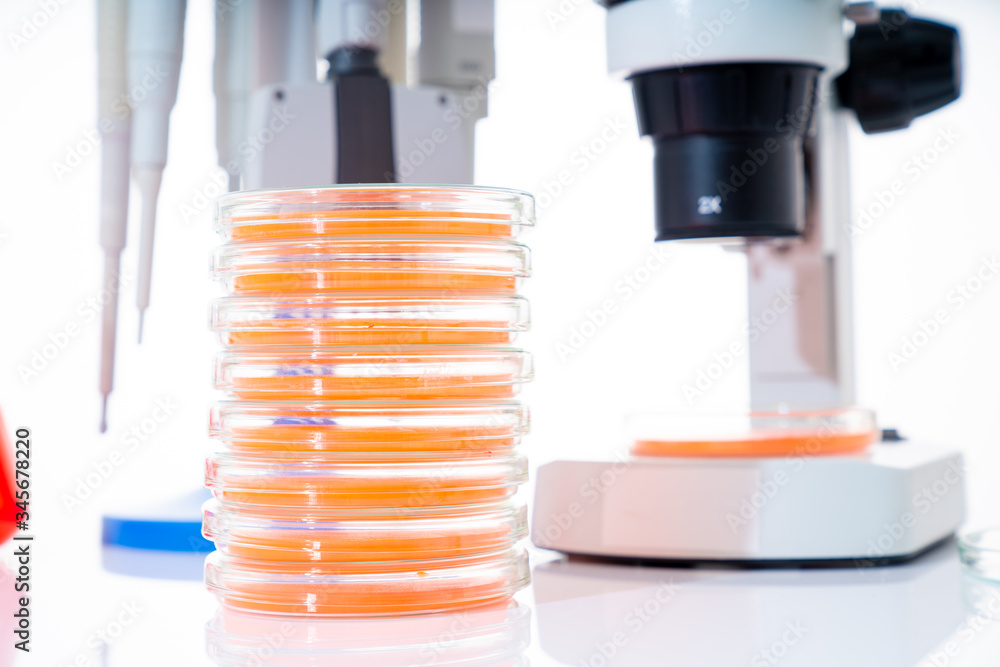 microscope, petri dishes and pipette stand by microbiological ...