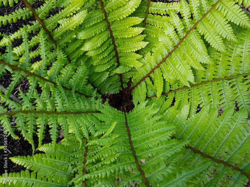 Dryopteris wallichiana (alpine wood fern) is a robust species of ...