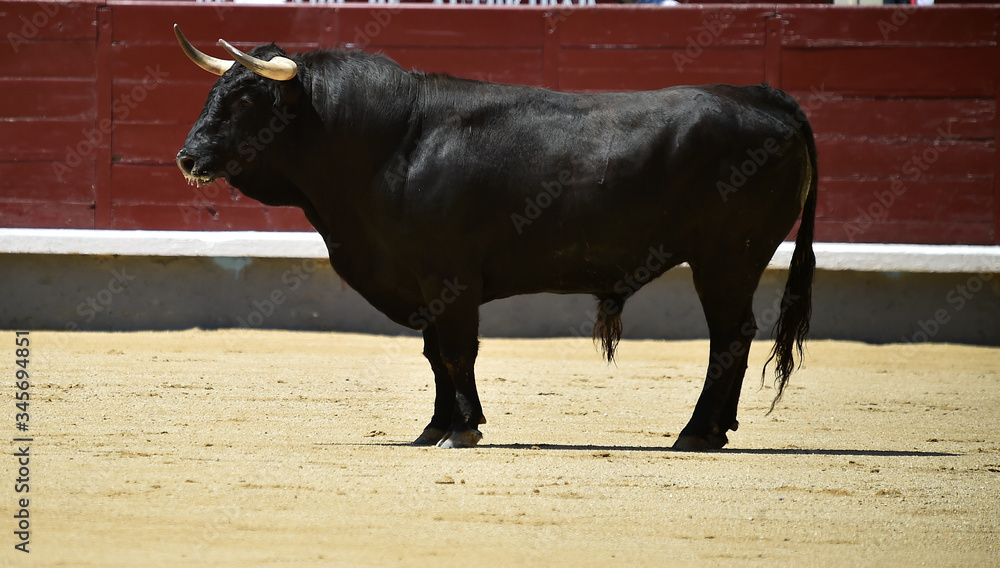 un poderoso toro español con grandes cuernos en un tradicional ...
