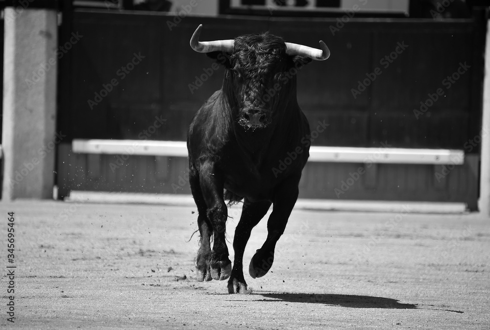 un poderoso toro español con grandes cuernos en un tradicional ...