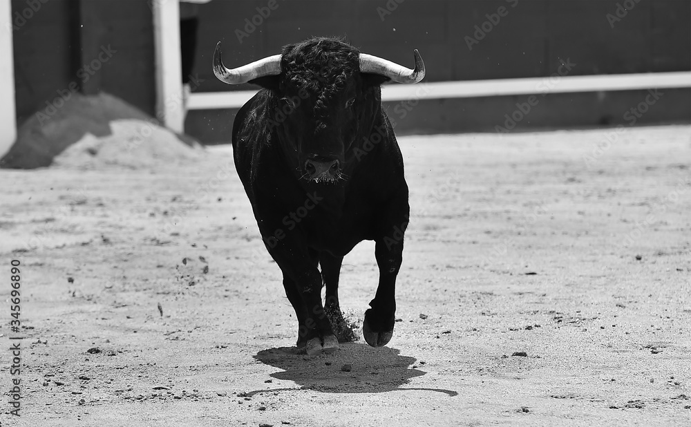 a aggressive bull in the traditional spectacle of bullfight Stock Photo ...