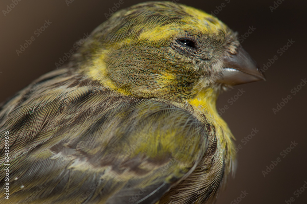 Male European serin Serinus serinus. Inagua. The Nublo Rural Park ...