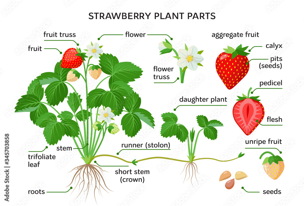Strawberry plant parts, botanical drawings with the names of plant ...