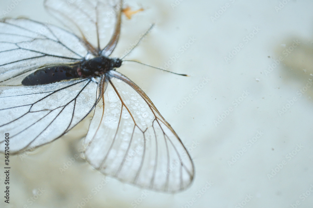 butterfly in the water Stock Photo | Adobe Stock