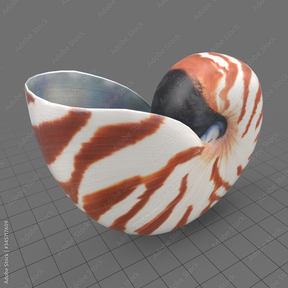 Nautilus shell Stock 3D asset | Adobe Stock