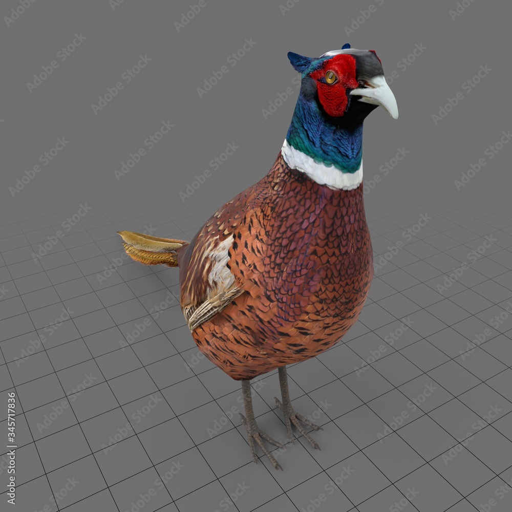 Pheasant Stock 3D asset | Adobe Stock