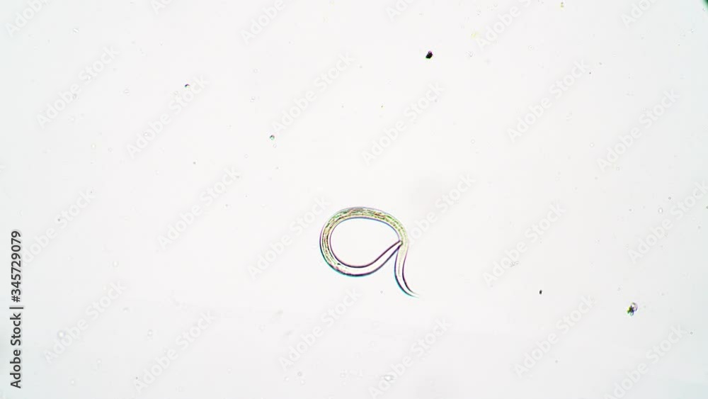 Nematode worm on a white background in center of frame under a ...
