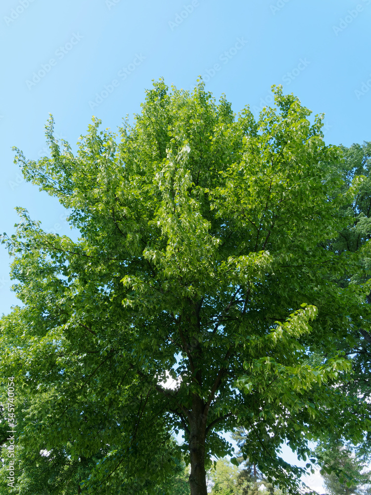 Houppe de Tilleul commun ou tilia europaea au feuillage vert printanier ...