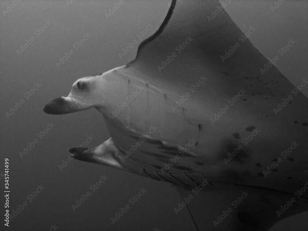 Manta ray in Arabian sea, Baa Atoll, Maldives, underwater photograph ...
