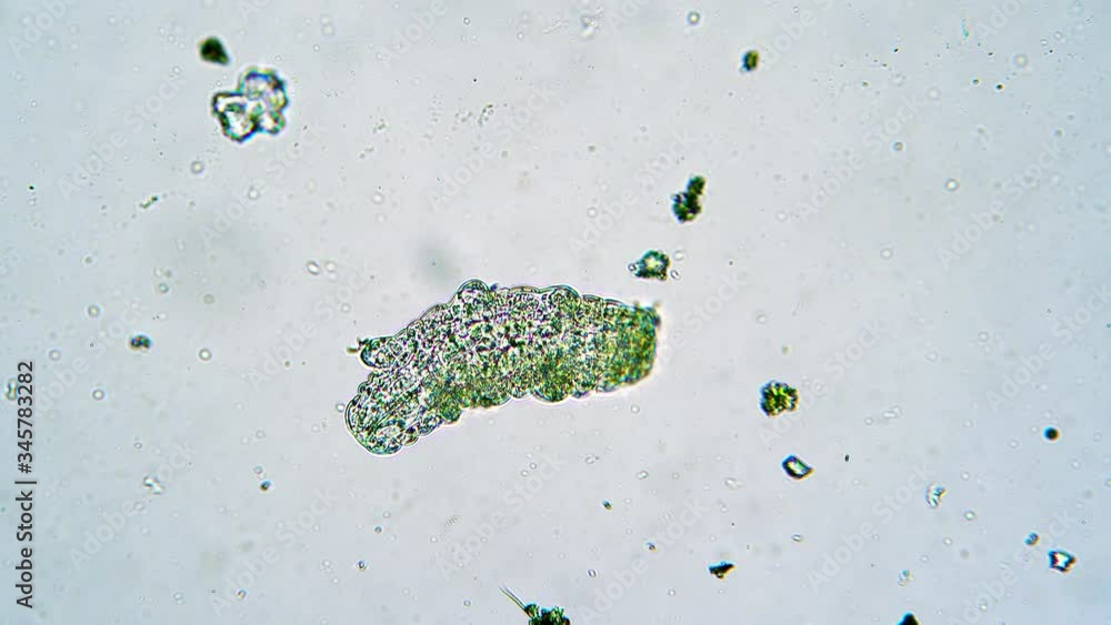 Green bear animalcule moves its paws in water close up under a ...