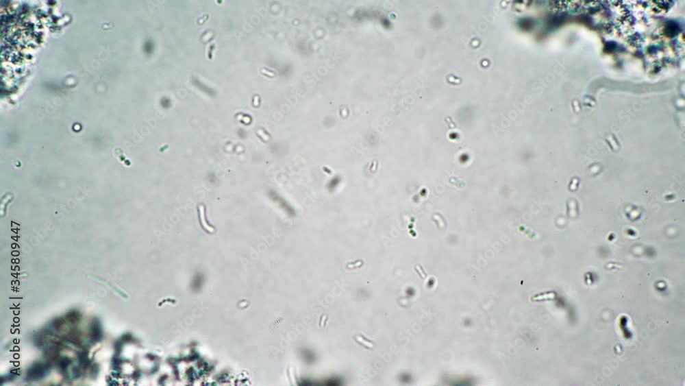 Wideo Stock: Lactic acid bacteria are slowly flowing in dairy product ...