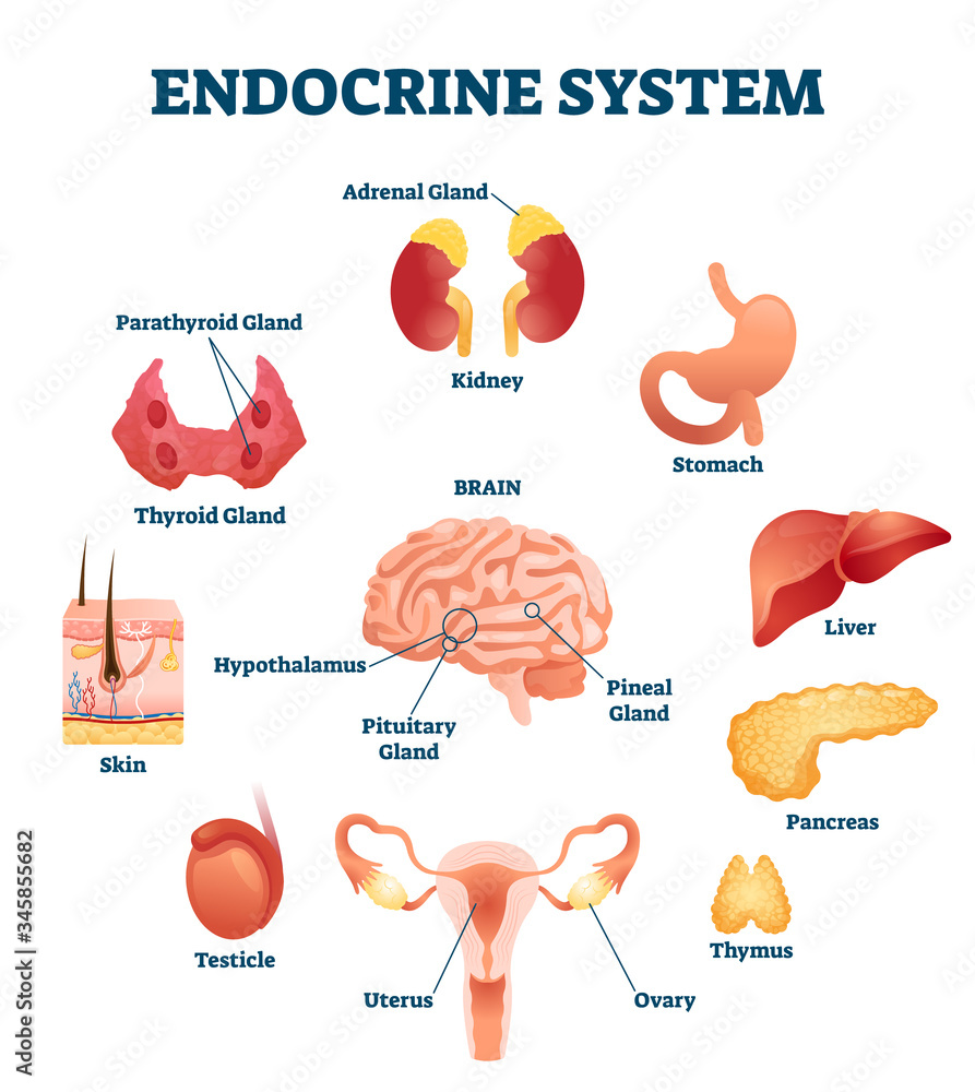 Endocrine System Vector Illustration Inner Hormonal Organ Educational