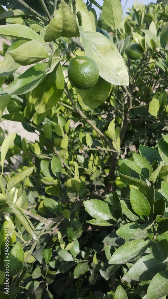 Lemon on the lamon trees with blur background Stock Photo | Adobe Stock