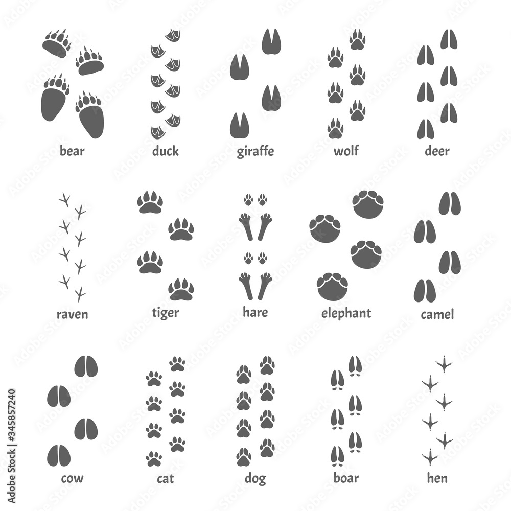 Vecteur Stock Foot track set. The chain of paws of an animal, bear ...