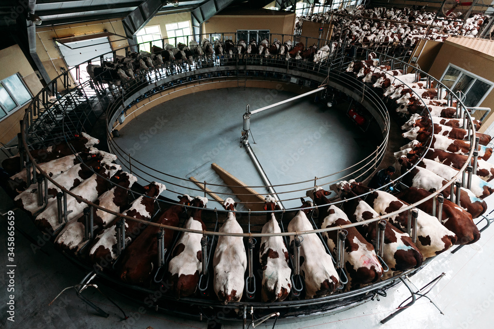 circular automatic mechanical milking of cows on a specialized dairy ...