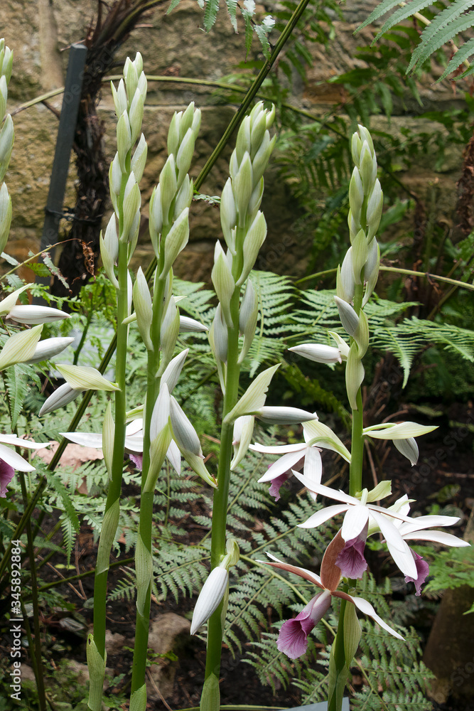 Sydney Australia, flower stems of a phaius tankervilleae var. australis ...