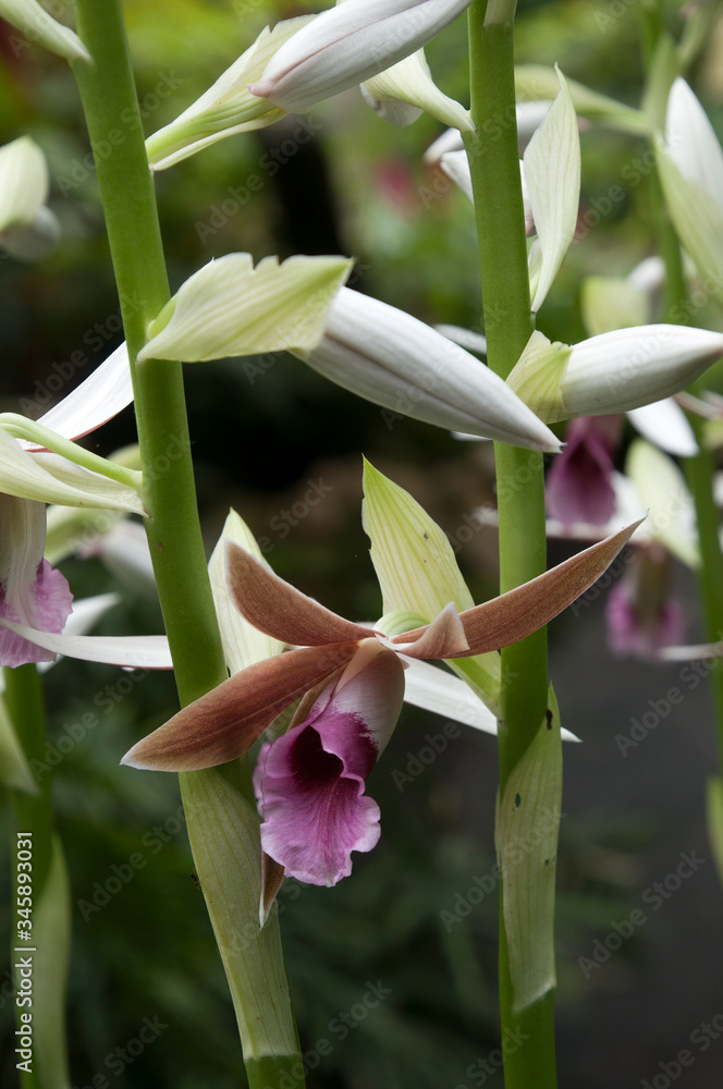 Sydney Australia, flowers of a phaius tankervilleae var. australis or ...