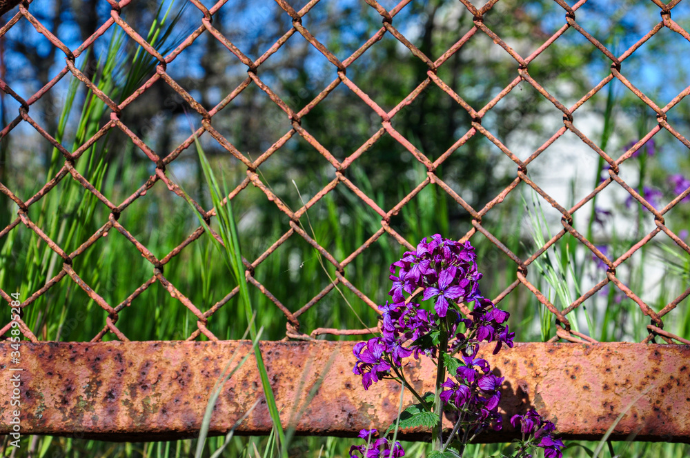 Wild purple flower like lilac on the background of a rusty chain-link ...