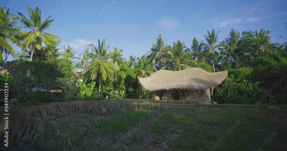 Barn in Bali Indonesia next to the Rice field and Palm Trees UHD 4k ...