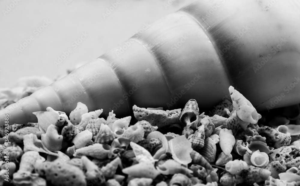 Black and white photography of horse conch shell and lots of tiny ...