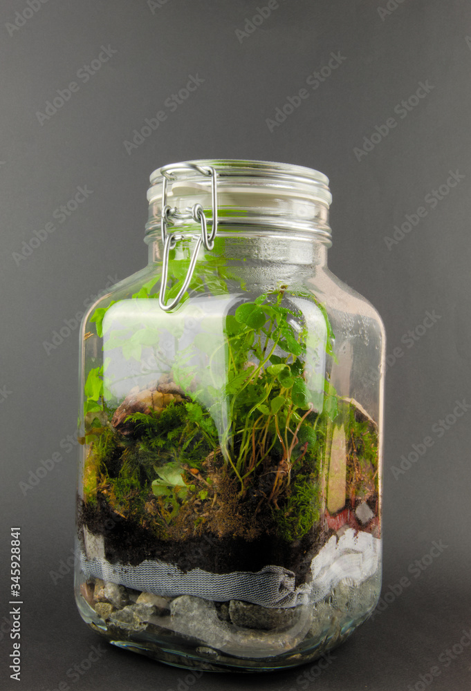 Terrarium made out of Small forest plants in a Glass Canning Jar. Tiny ...