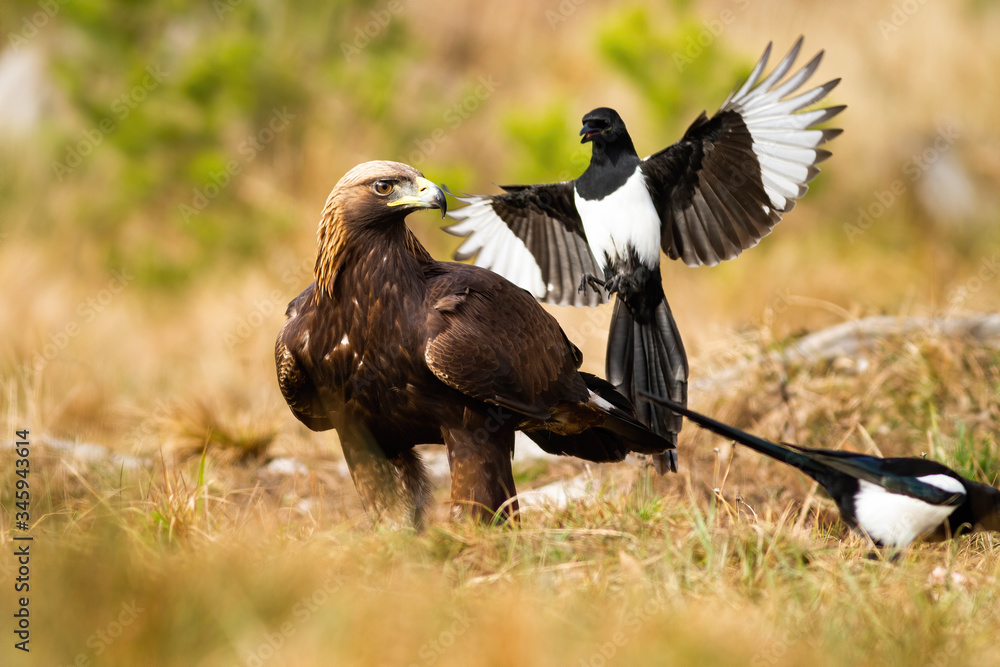 Aggressive eurasian magpie, pica pica, attacking golden eagle, aquila ...