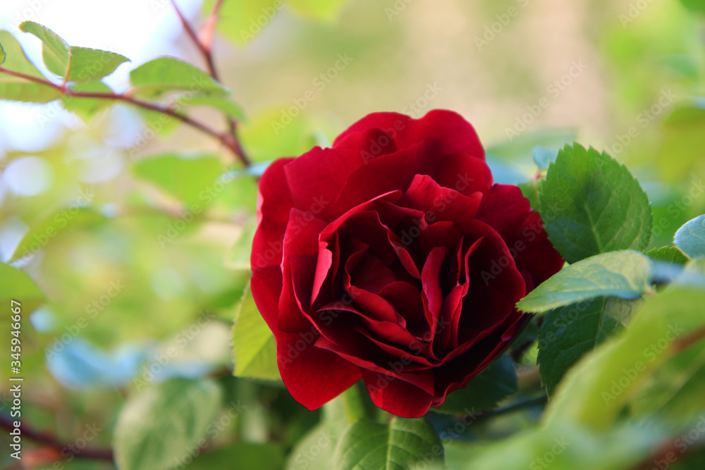 Fioritura in giardino di rose rampicanti rosse, particolare di un fiore ...