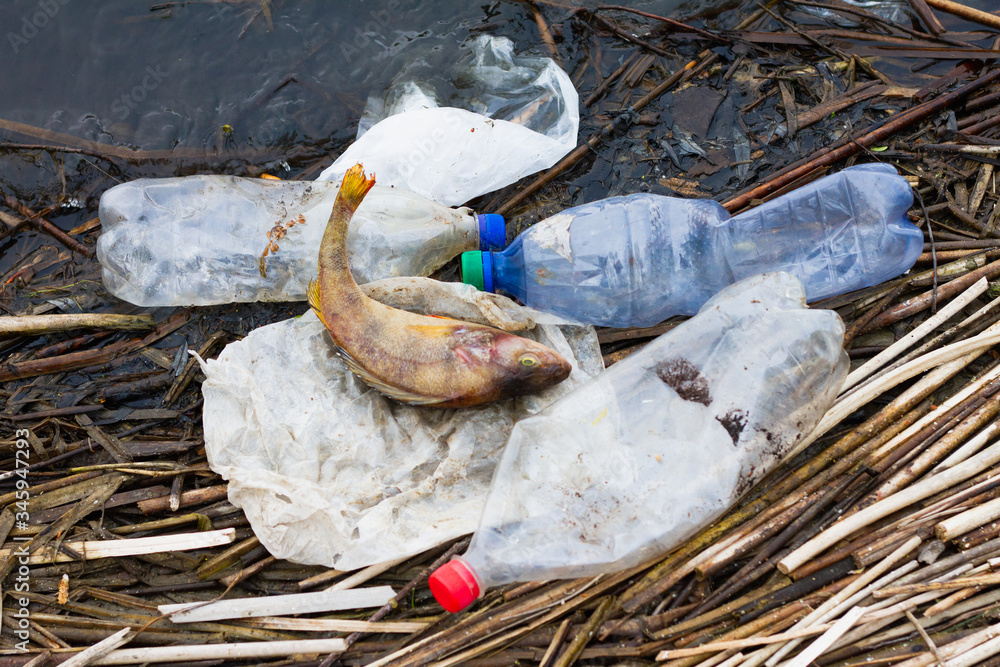 dead fish with plastic trash on the ocean. Concept for the protection ...