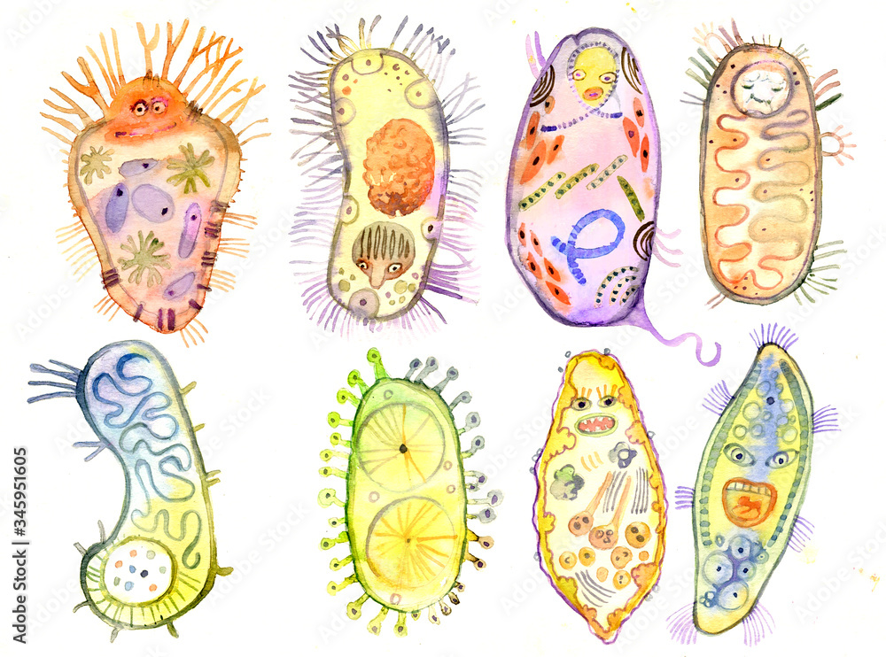 Unicellular Bacteria