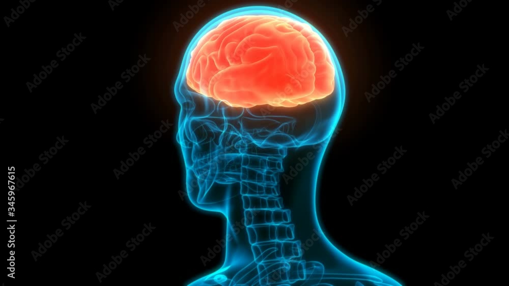 Central Organ of Human Nervous System Brain Anatomy Animation Concept ...