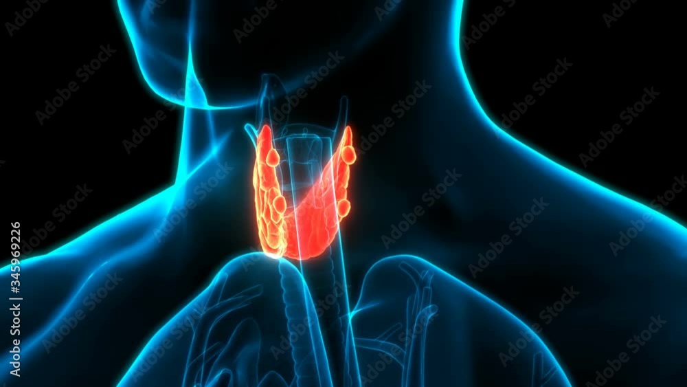 Human Glands Thyroid Gland Anatomy Animation Concept Stock Video ...