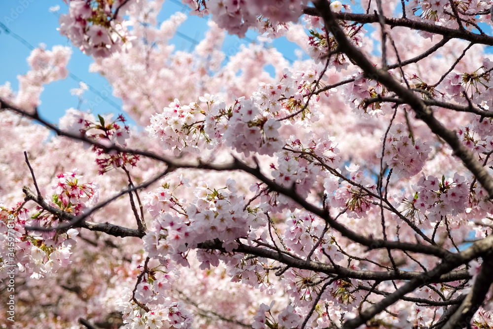 Branches of beautifully bloomed soft pink cherry blossoms at Gyeonghwa ...
