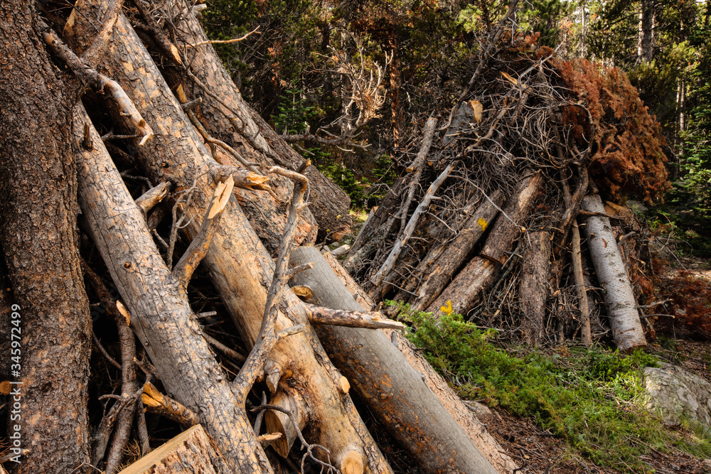 Logs from the dead pines are piled for winter burning on the hillside ...