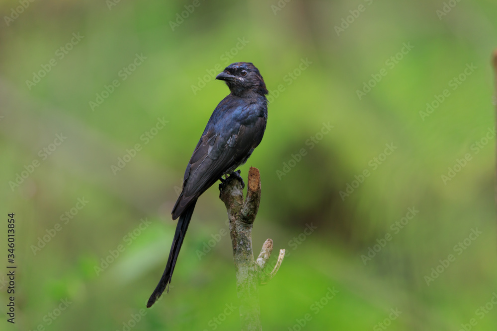 Black drongo.black drongo is a small Asian passerine bird of the drongo ...