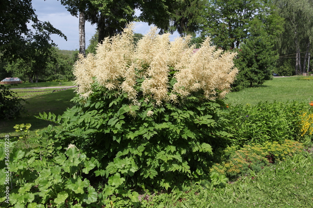 Many white flowers of Aruncus - genus of clump forming herbaceous ...