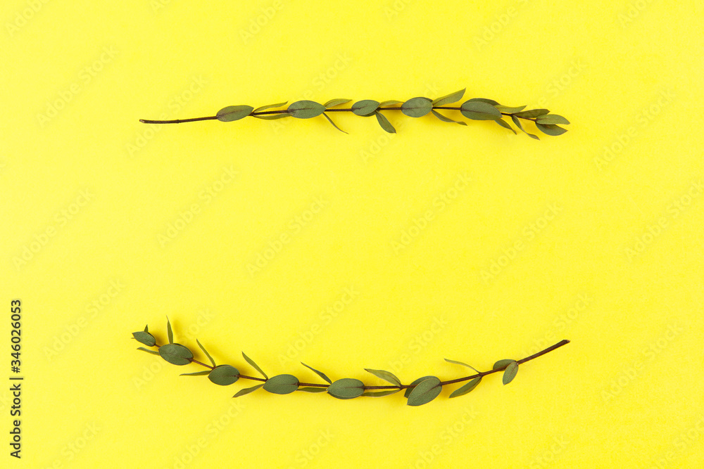 Vignette made of Sprigs of small eucalyptus Parvifolia on bright yellow ...