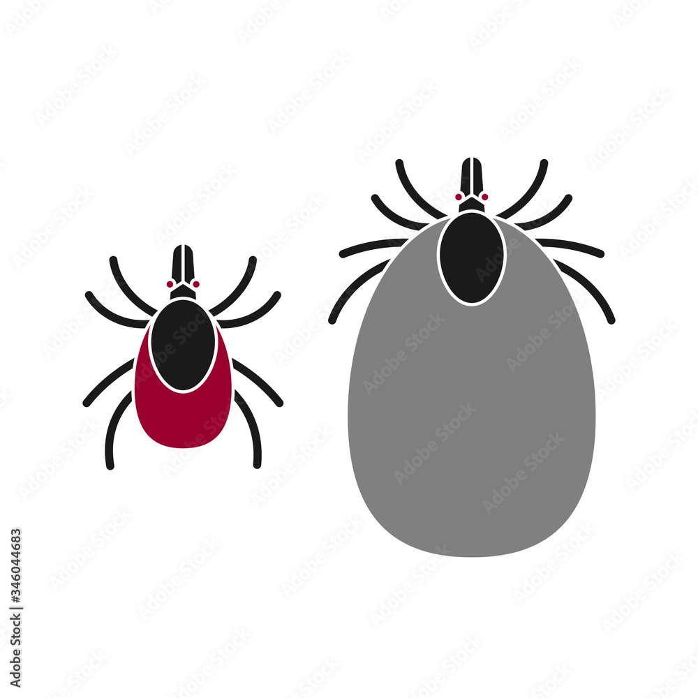 Zecken Vektor Grafik isoliert auf weißem Hintergrund Stock Vector ...