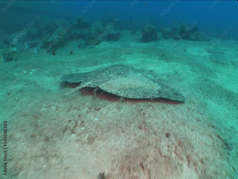 sting ray underwater on ship wreck scenery stingray gymnura swims on ...