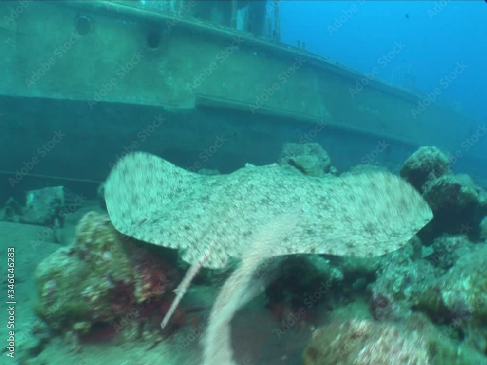 sting ray underwater on ship wreck scenery stingray gymnura swims on ...