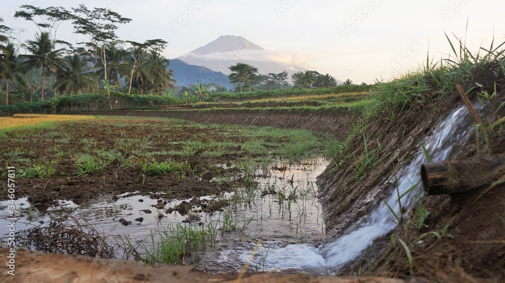 water flows between rice terraces. rice fields. rice field view in ...