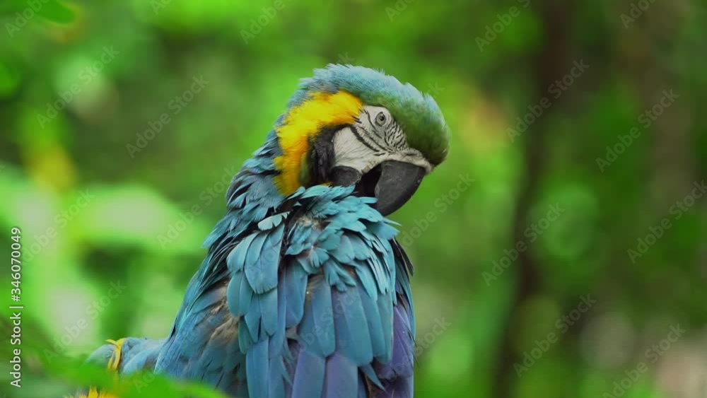 Ecuadorian parrots Loro Ecuatorianos Guacamayos Stock Video | Adobe Stock