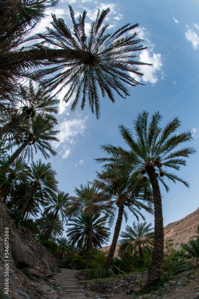Date palm trees farms in Oman Stock Photo | Adobe Stock