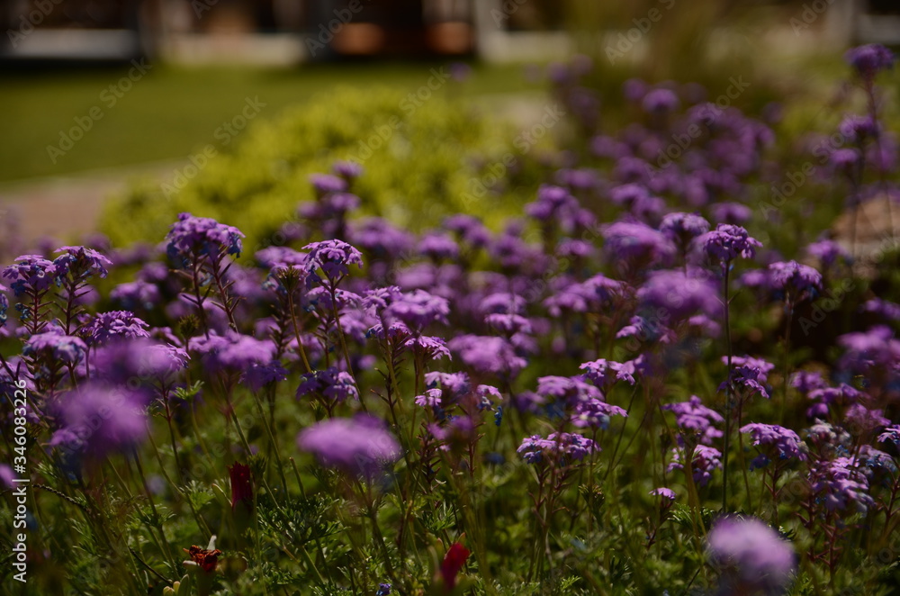 Flores moradas Stock Photo | Adobe Stock