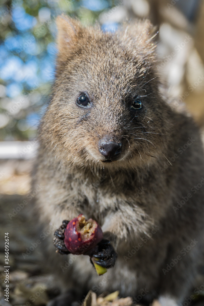 Cute Australian quokka on Rottnest Island. Wild animal enjoying a sunny ...