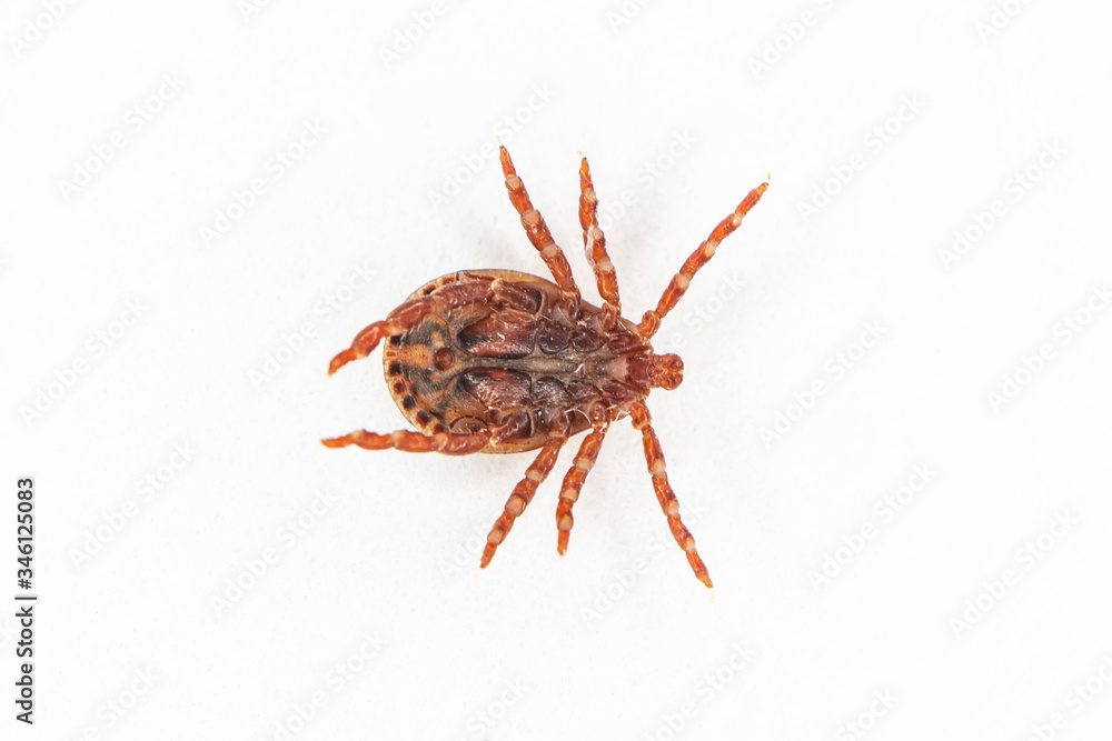 Spotted tick on a white background. Bloodsucking insect. Dermacentor ...