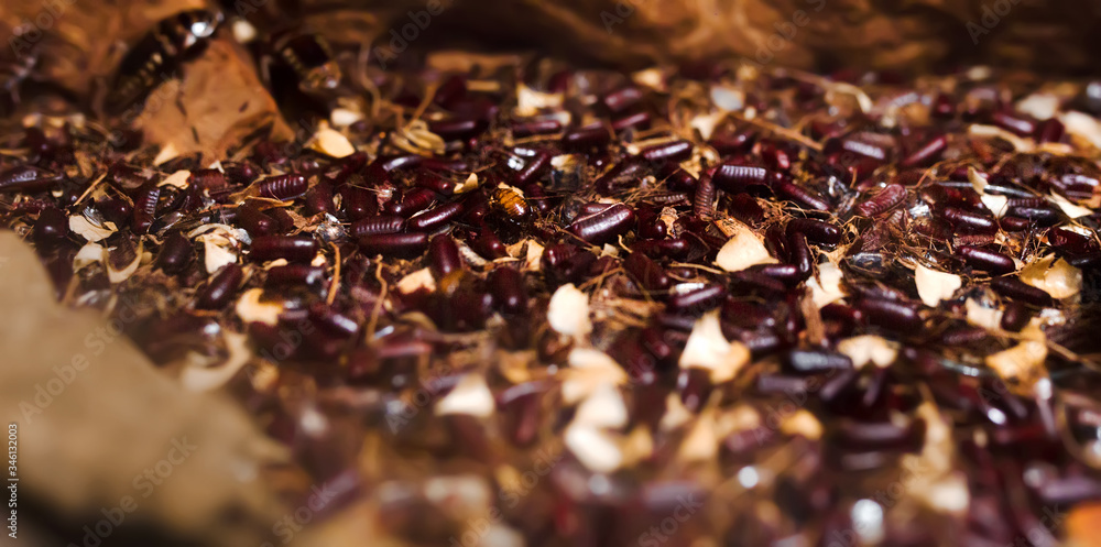 Macro Creepy close up of a lot of Harlequin cockroach (Neostylopyga ...