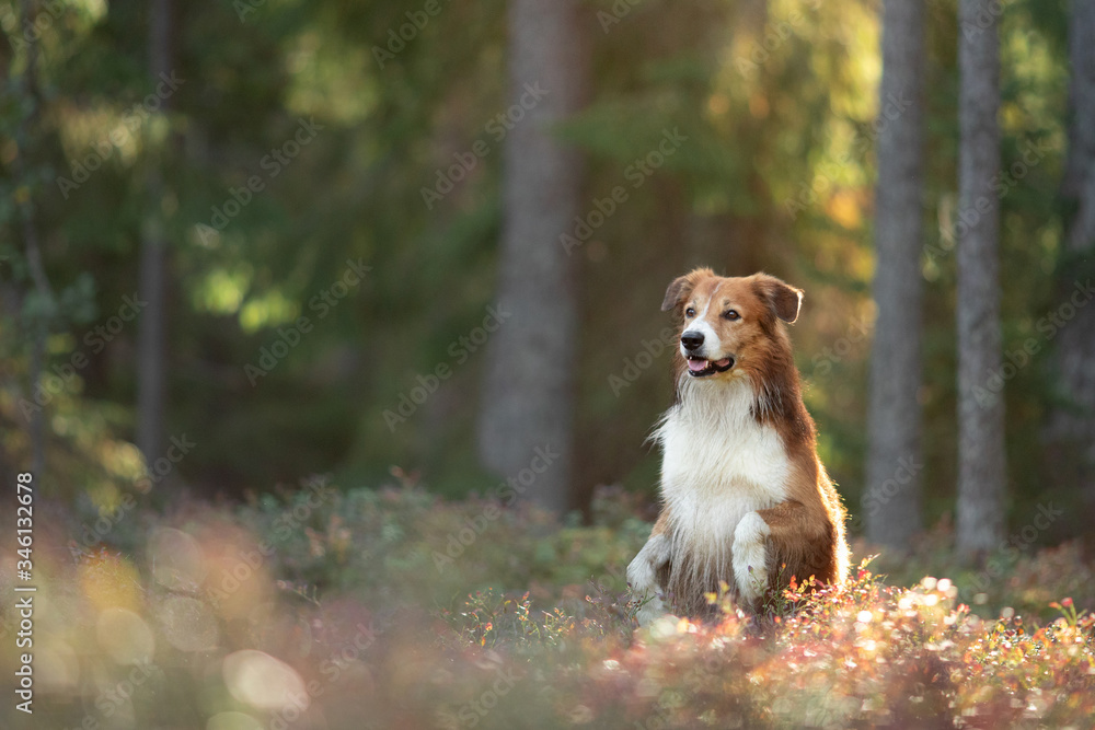 dog in the forest. Pet on the nature. red border collie. Stock Photo ...