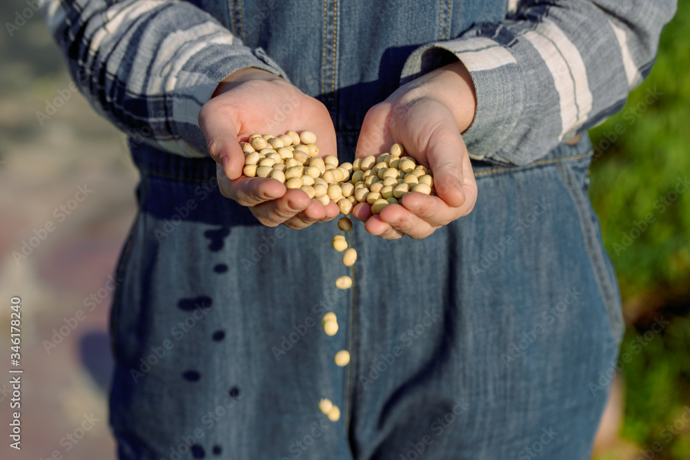 Hands of a girl farmer with pea seeds. Planting vegetables in the soil ...