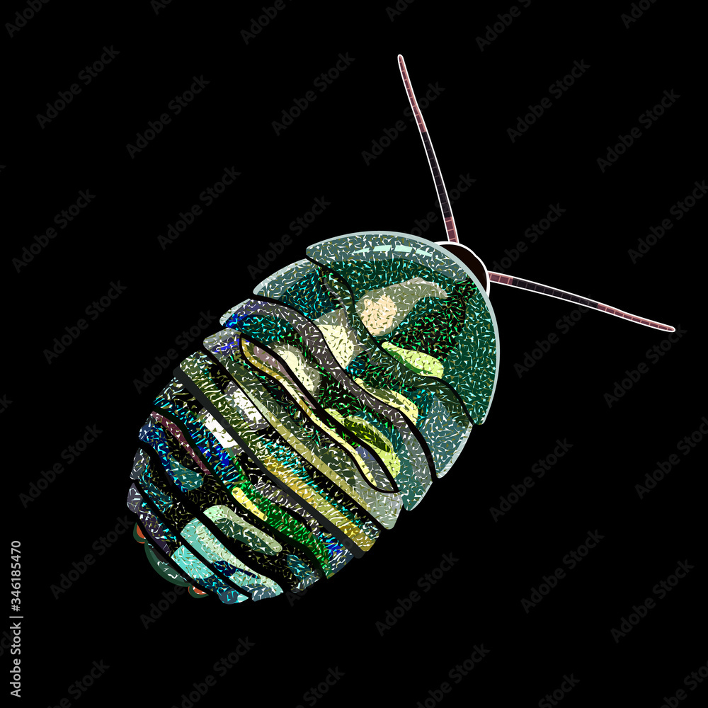 vector illustration of the cockroach Corydidarum magnifica. A rare and ...