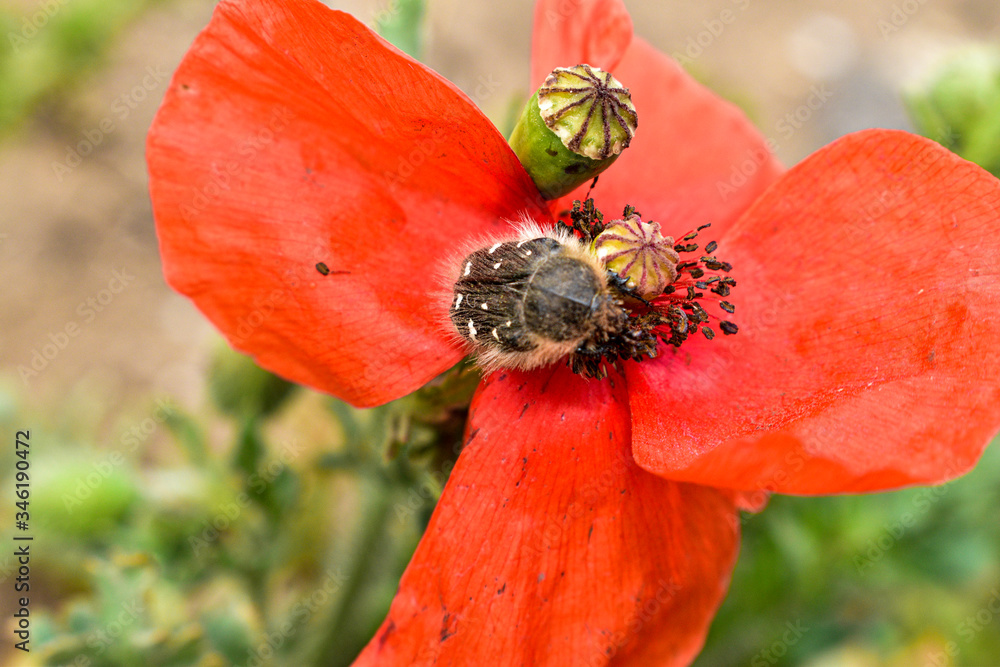 Foto de Remembrance day, Anzac Day, serenity. Opium poppy, botanical ...